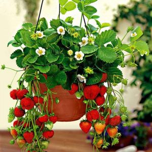 5 soiuri de capsuni care cresc in ghivece pe balcon | Agroherbs