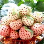 5 soiuri de capsuni care cresc in ghivece pe balcon | Agroherbs