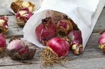 5 soiuri de capsuni care cresc in ghivece pe balcon | Agroherbs