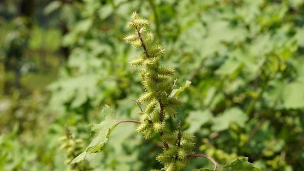 Ce este buruiana Xanthium strumarium (cornuți) și cum se combate - Agro ...